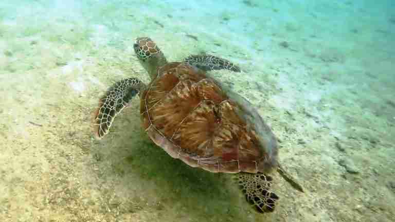 Swimming with Turtles in the Lovely Low Isles - Muy Linda Travels